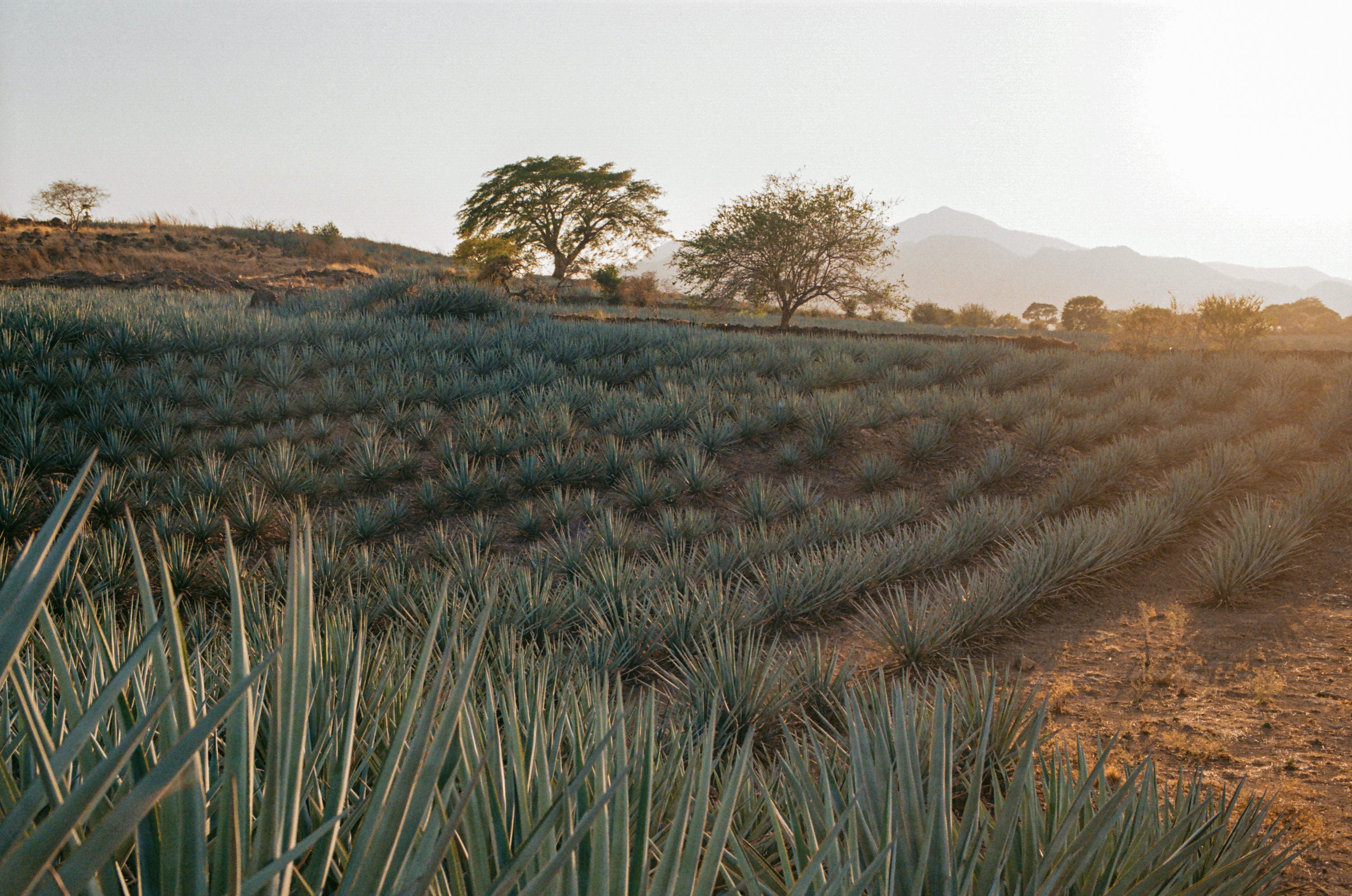 About Tecoda | Fermented Blue Agave Hard Seltzer
